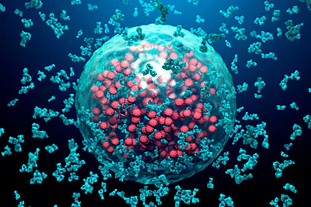 Sorprendente: Qué son las “células zombies” que confunden al sistema ...